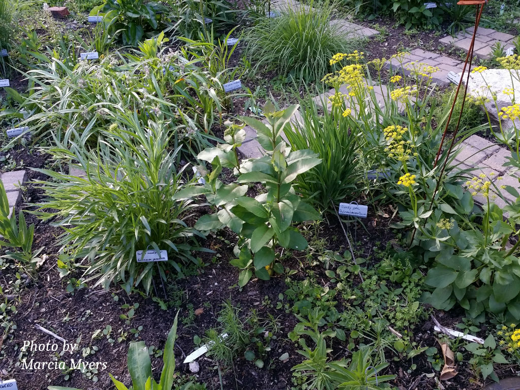 Inspiring Native Plant Yards: Dawn Weber Part 2 – Wild Ones St. Louis