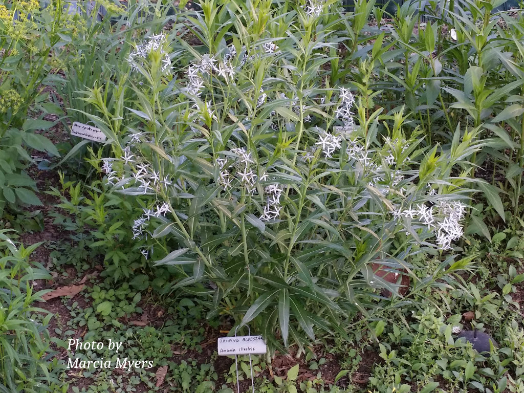 Inspiring Native Plant Yards: Dawn Weber Part 2 – Wild Ones St. Louis