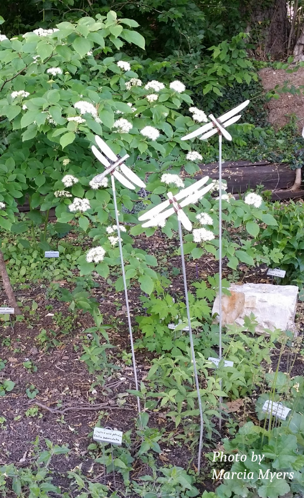 Inspiring Native Plant Yards: Dawn Weber Part 2 – Wild Ones St. Louis