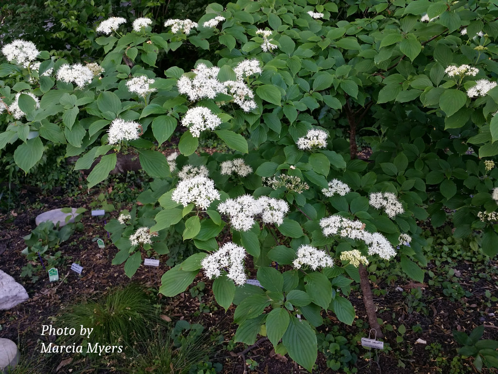 Inspiring Native Plant Yards: Dawn Weber Part 2 – Wild Ones St. Louis