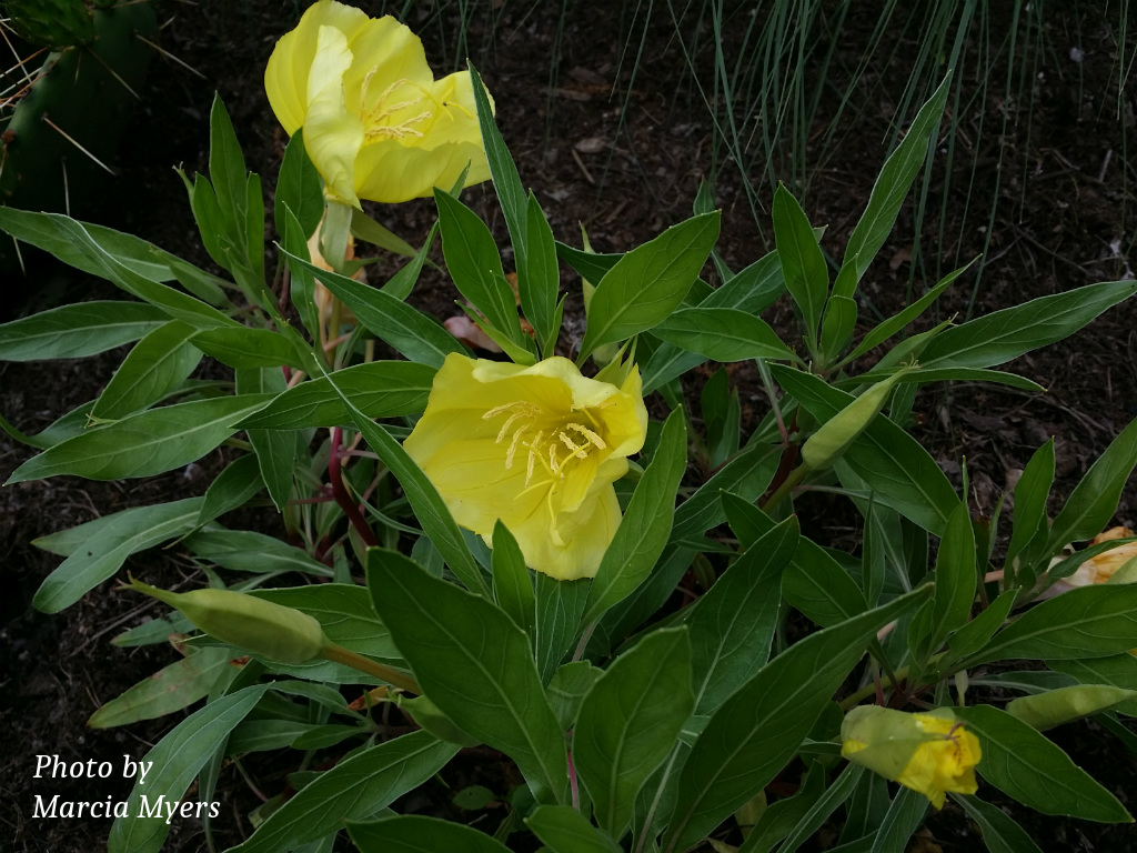 Inspiring Native Plant Yards: Dawn Weber Part 2 – Wild Ones St. Louis