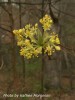 What’s blooming in my yard? Time for sassafras – Wild Ones St. Louis