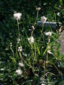 Inspiring Native Plant Yards: Dawn Weber Part 2 – Wild Ones St. Louis