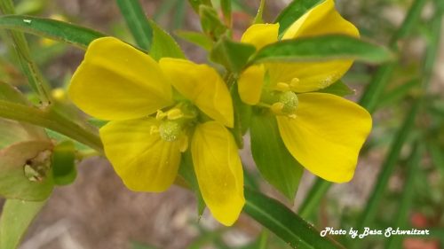 What’s blooming in Besa’s yard? Seedbox – Wild Ones St. Louis