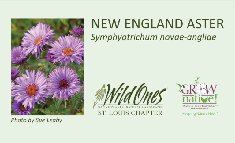 Native Plant ID Tags update – new tags have arrived – Wild Ones St. Louis